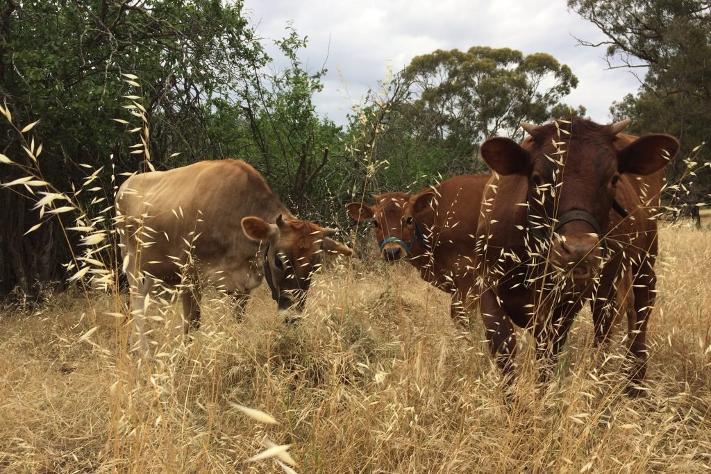 Silvopasture - Sellar Dairy