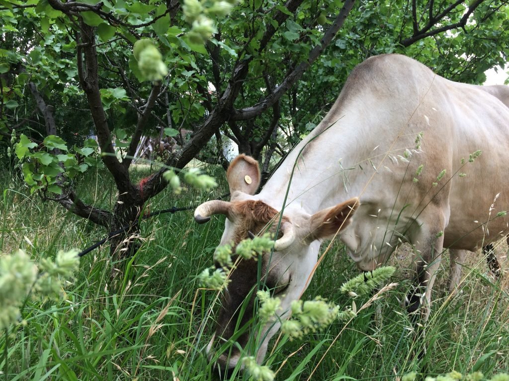 Silvopasture - Sellar Dairy