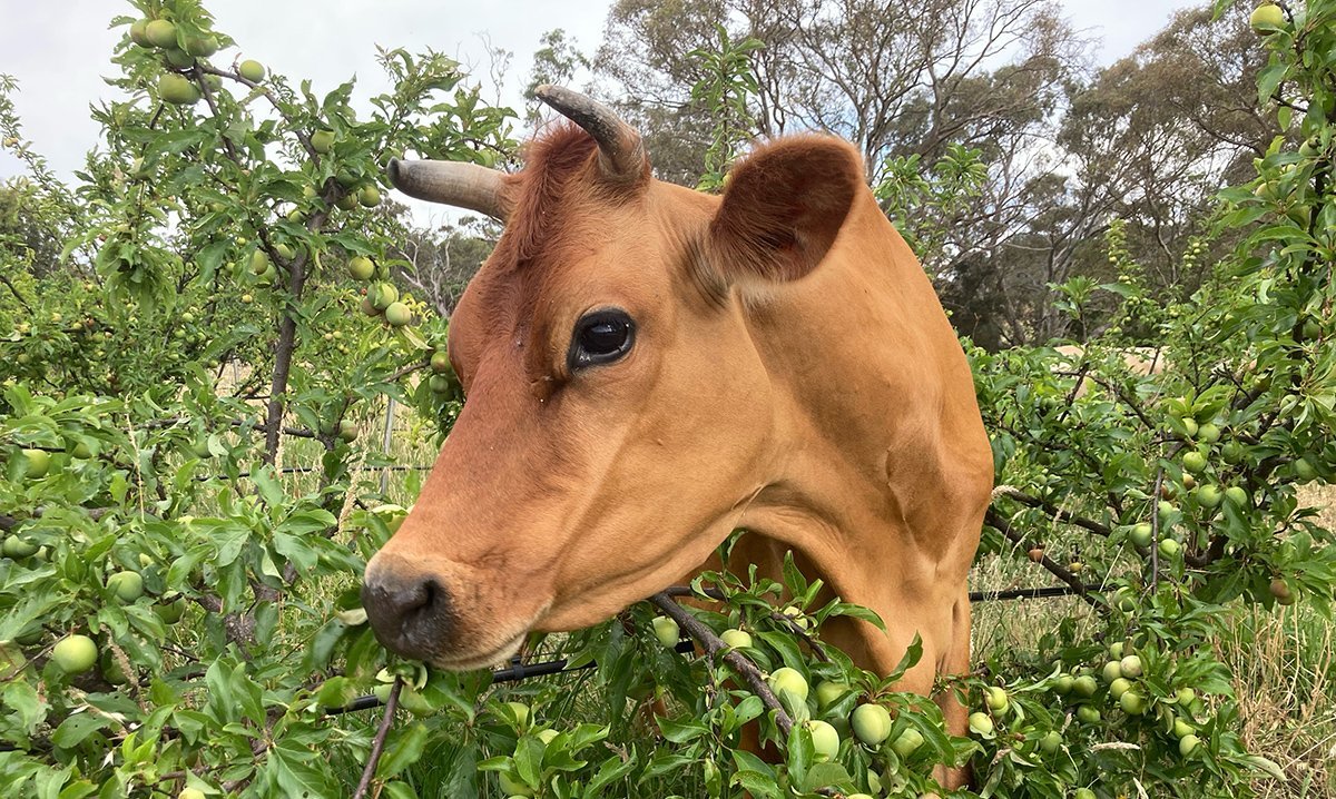 Who we are - Sellar Dairy