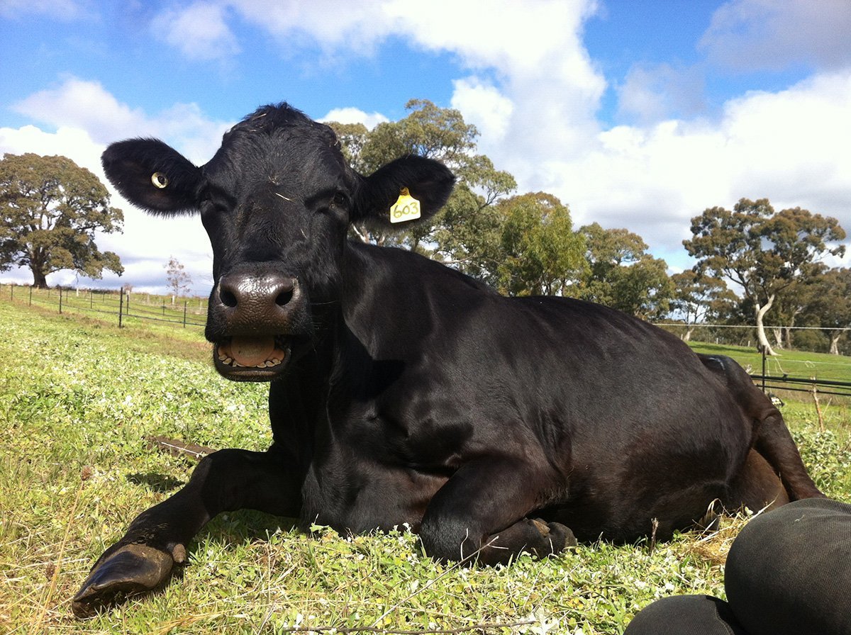 We've hit our target of ten milkers, sort of. - Sellar Dairy